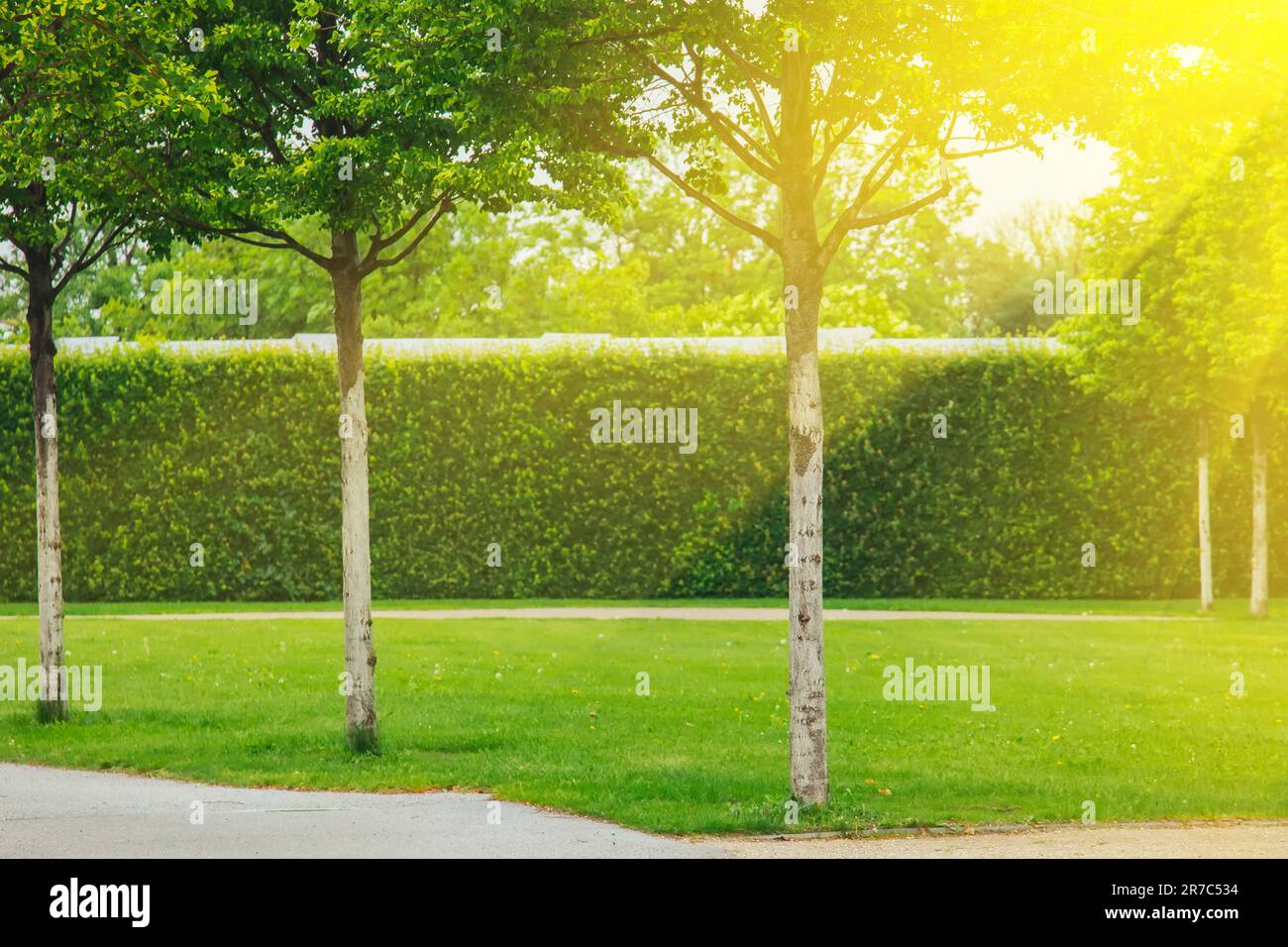 Beautiful panorama landscape with sun and forest and meadow at sunrise ...