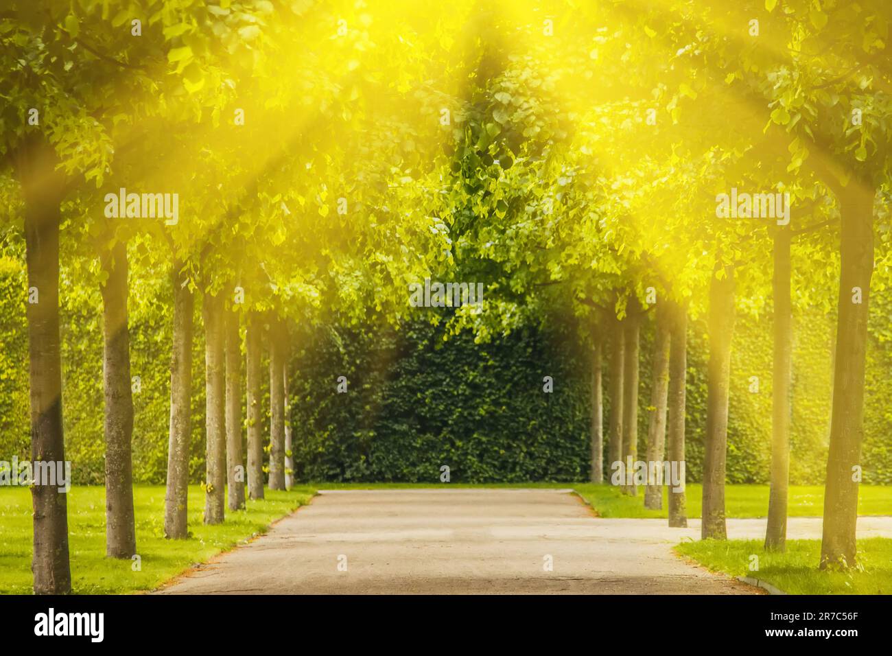 Beautiful panorama landscape with sun and forest and meadow at sunrise ...