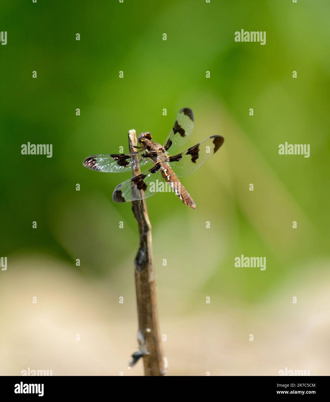 Female Common Whitetail Skimmer (Plathemis lydia Stock Photo - Alamy
