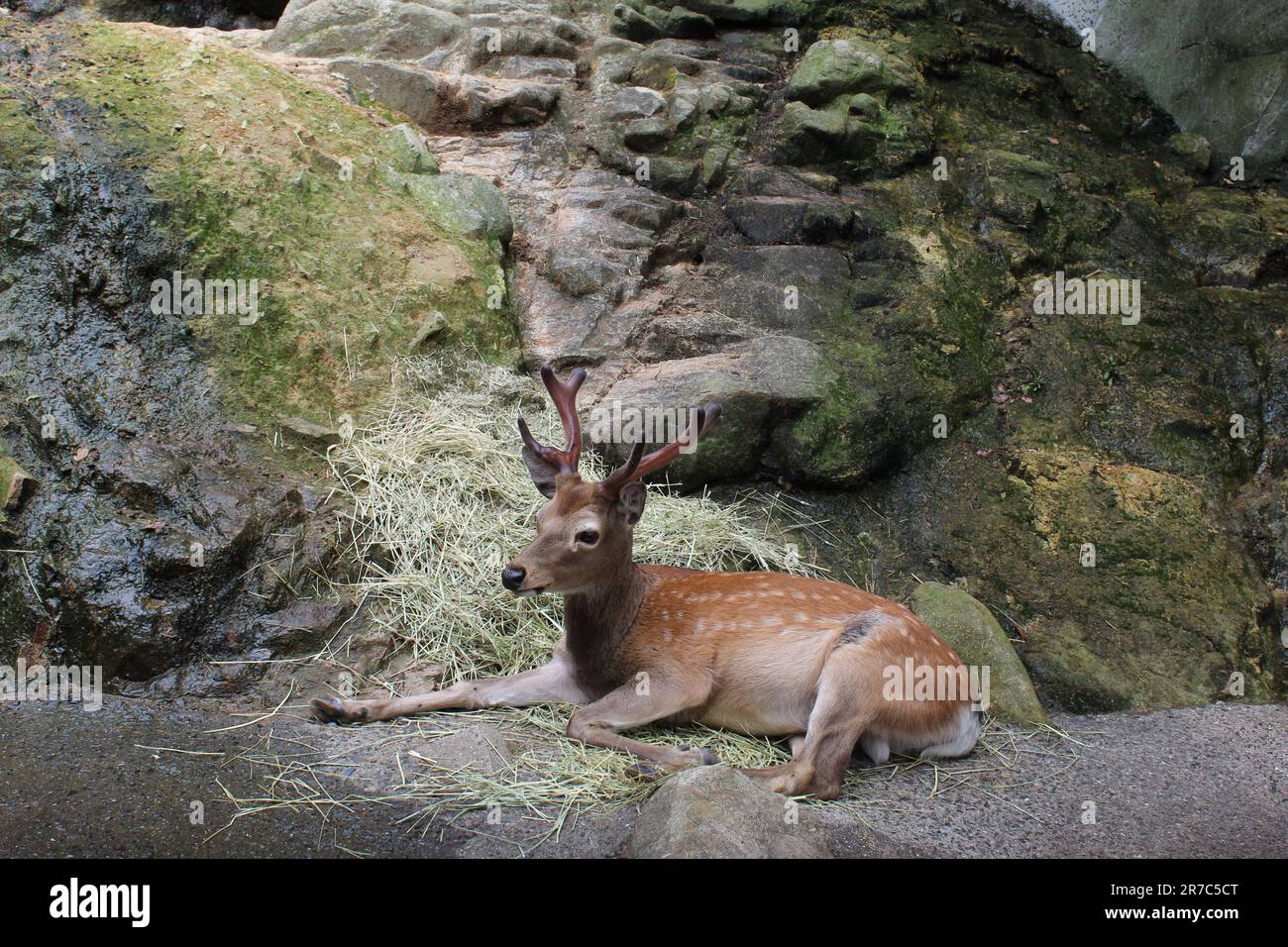 A Japanese deer (sika) taking a rest in Okayama zoo in front of a rocky ...