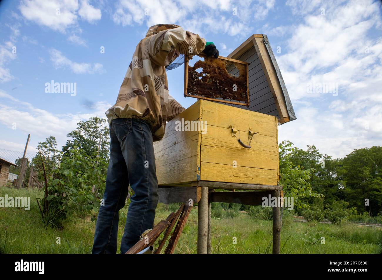 Bees in apiary beekeeper checking hi-res stock photography and images ...
