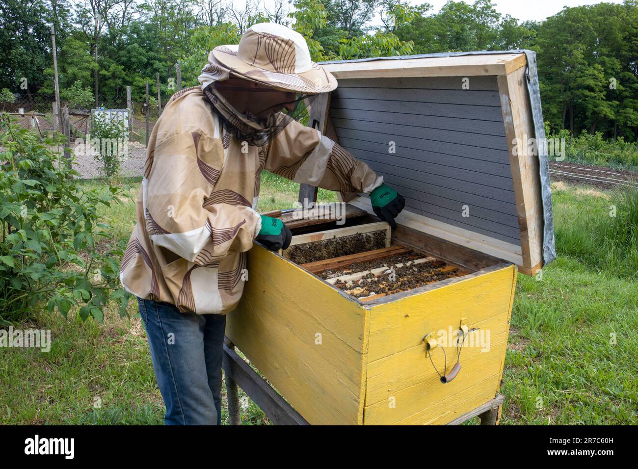 A beekeeper checks the bees in the hive Stock Photo - Alamy