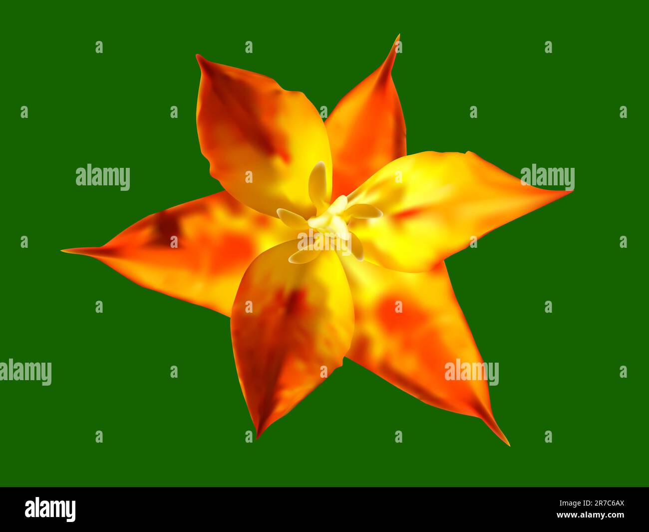 What Kind Of Plant Is An Orange Star at Nora Weeks blog