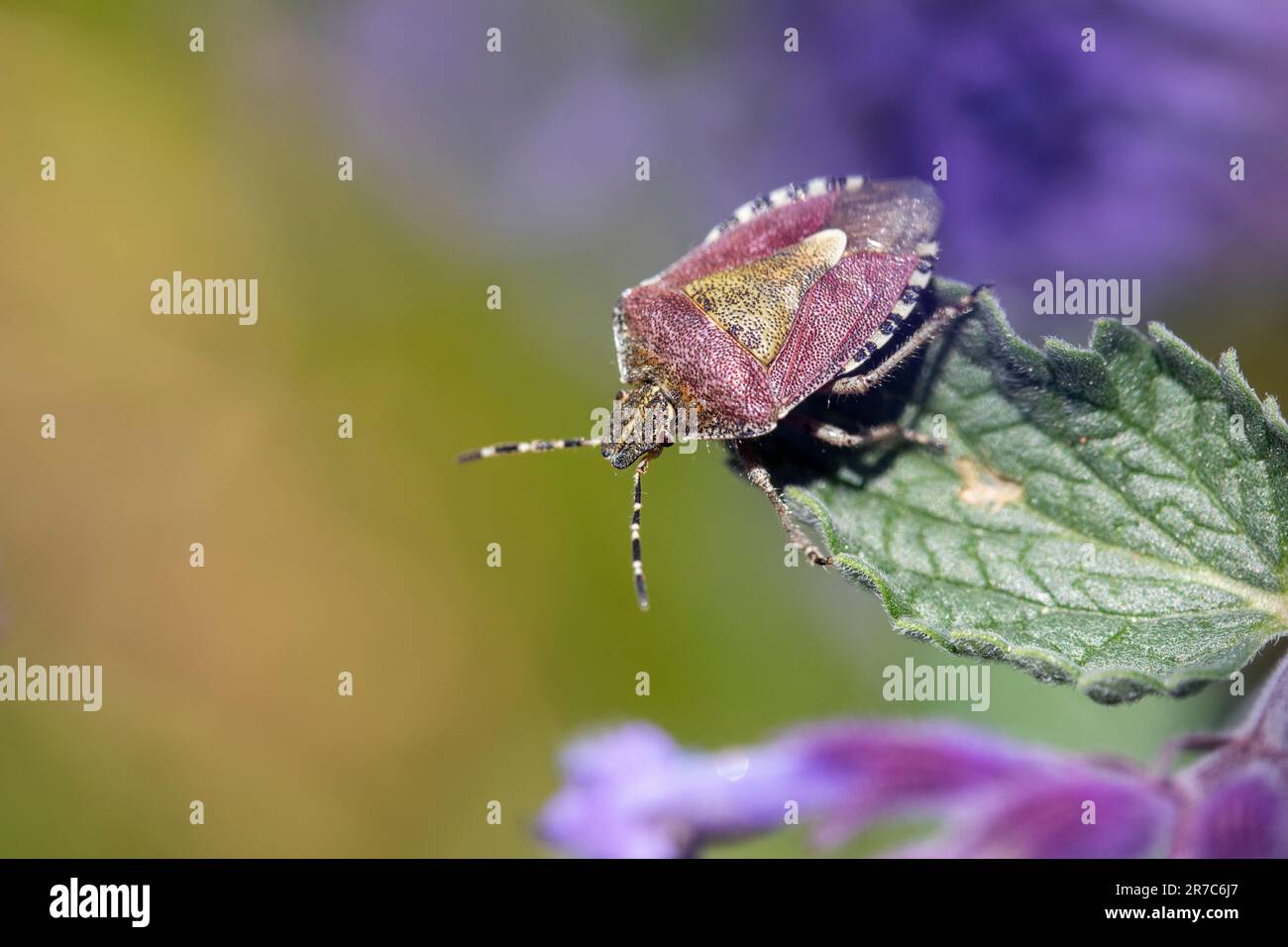 Close-up of a Brown Marmorated Stink Bug (Halyomorpha halyson Stock ...