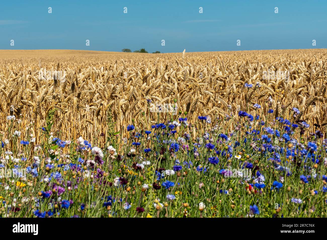 Golden wheat flower hi-res stock photography and images - Alamy