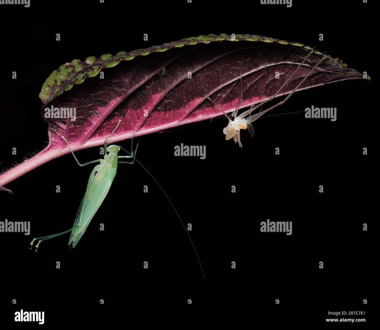 Hexacentrus japonicus hi-res stock photography and images - Alamy