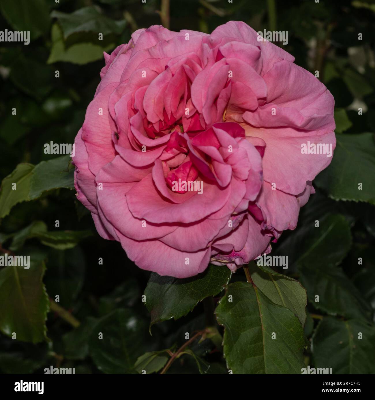 Rosa chinensis hi-res stock photography and images - Alamy