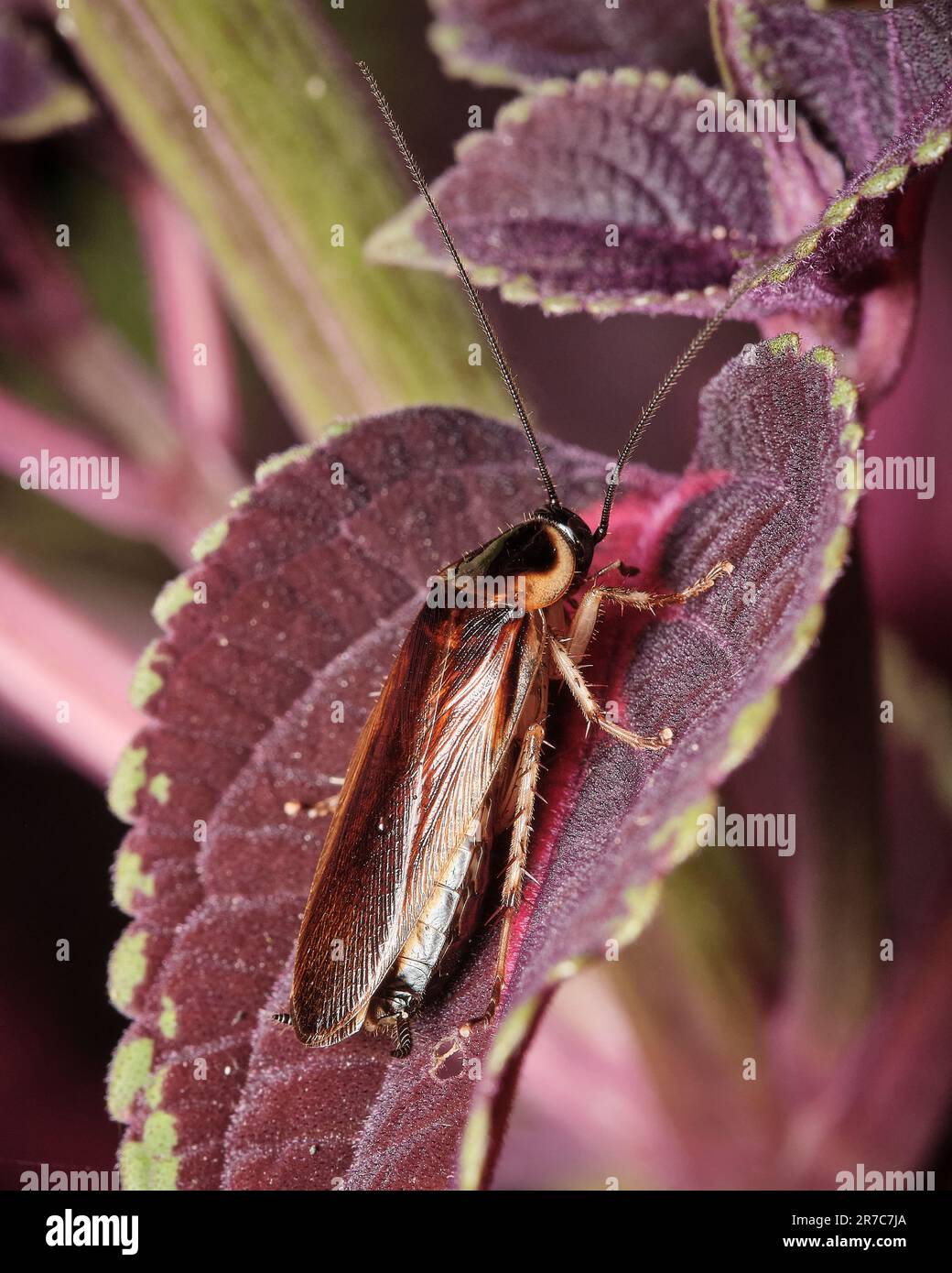 A macro photograph of a cockroach captured up close and in detail Stock ...