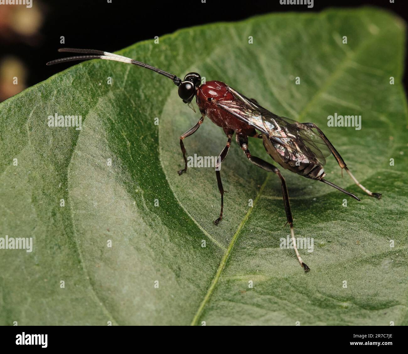 Ant eating moth hi-res stock photography and images - Alamy