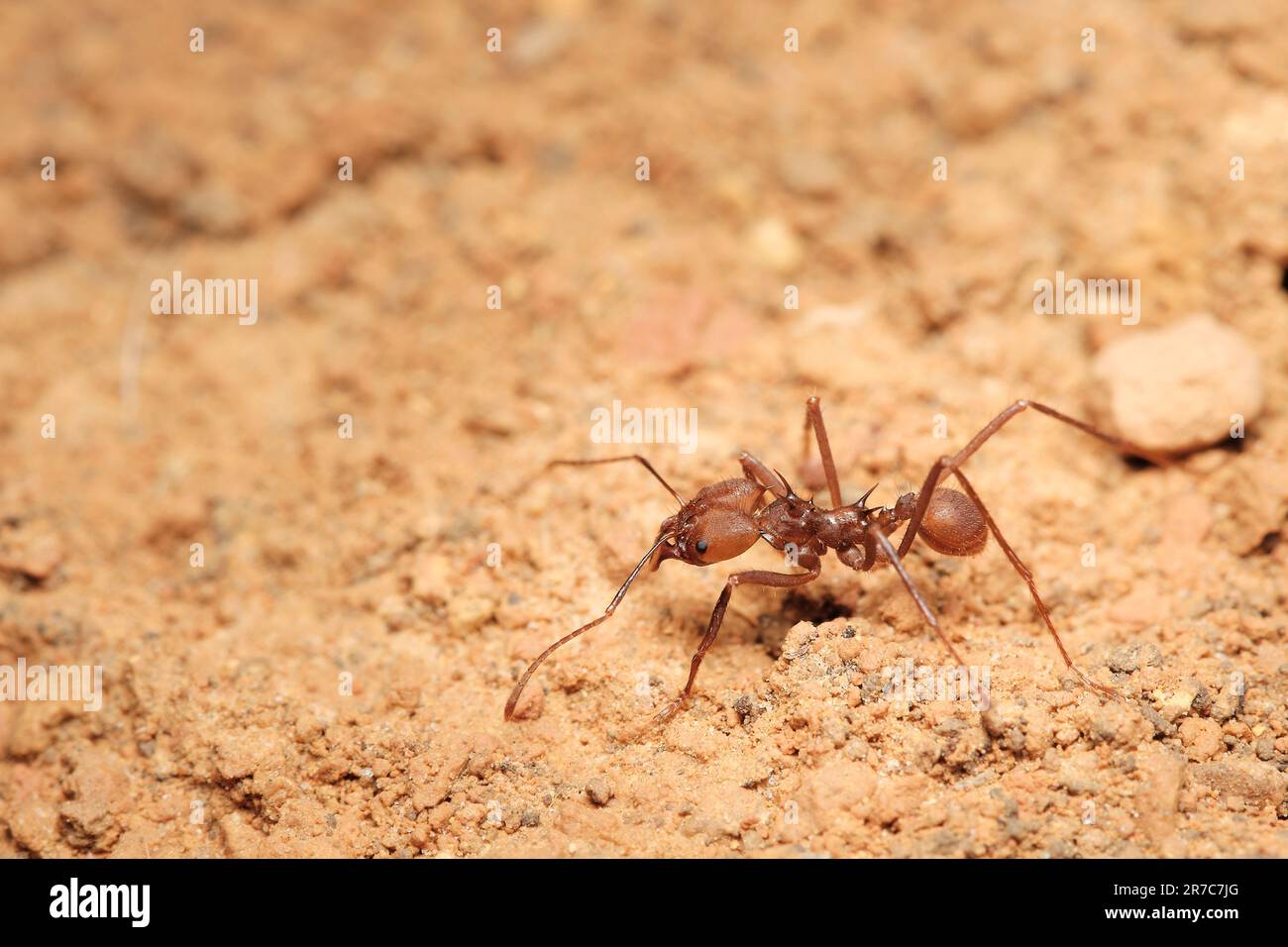 A single ant traversing a sandy ground, viewed from a macro perspective ...