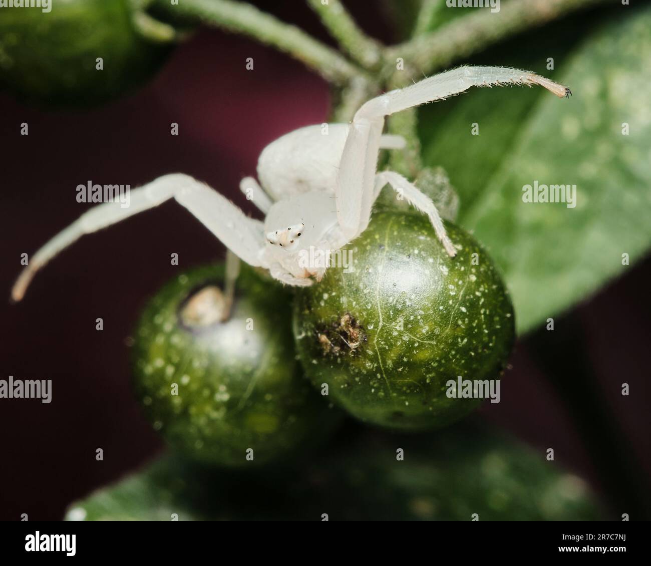 A detailed image of a Misumena vatia spider, captured in a closeup shot ...