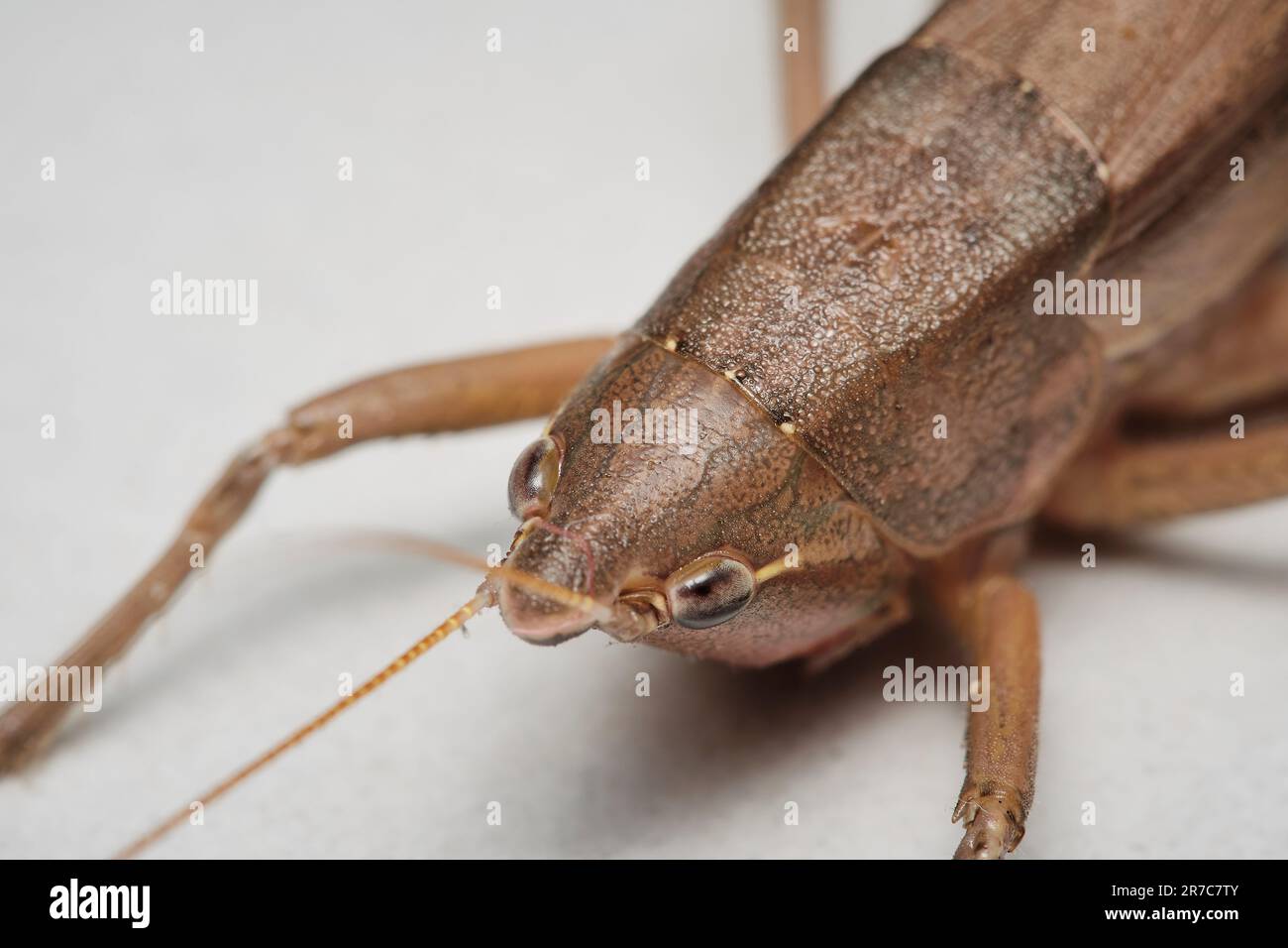 Elongated neck hi-res stock photography and images - Alamy
