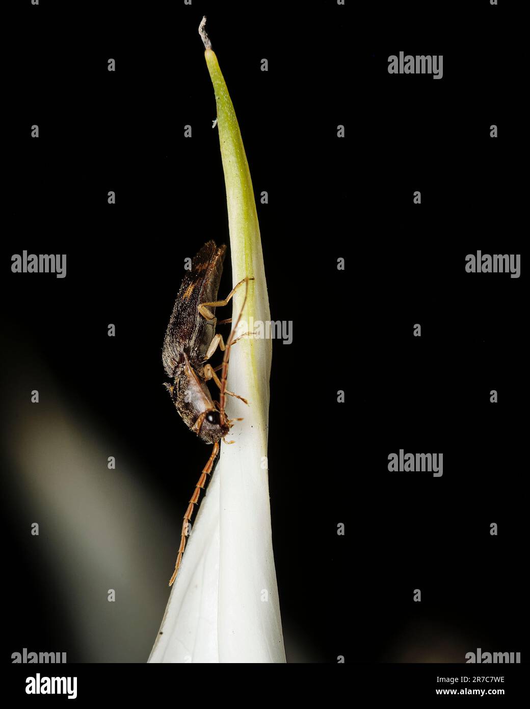 An adorable bug perched atop a pristine white flower, its wings ...