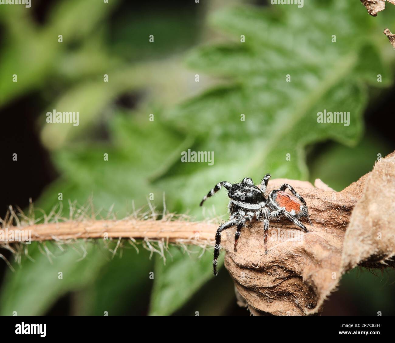 A high-resolution closeup of a Phidippus californicus, a species of ...