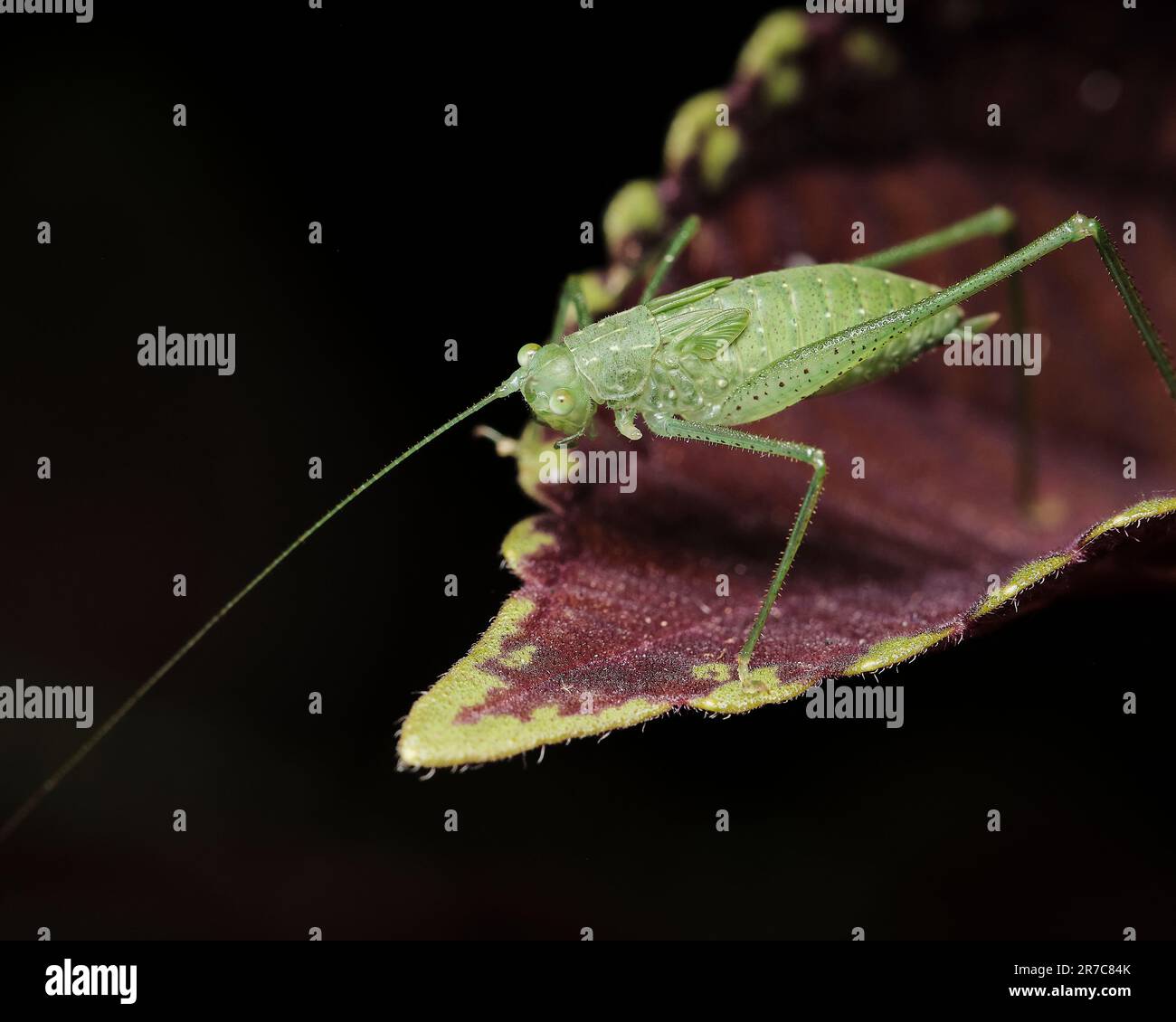 A close-up image of a bug perched atop a leaf, showing off its long ...