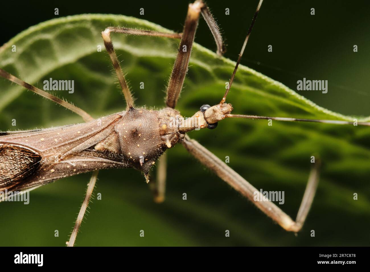 Long legged herbivore hi-res stock photography and images - Alamy