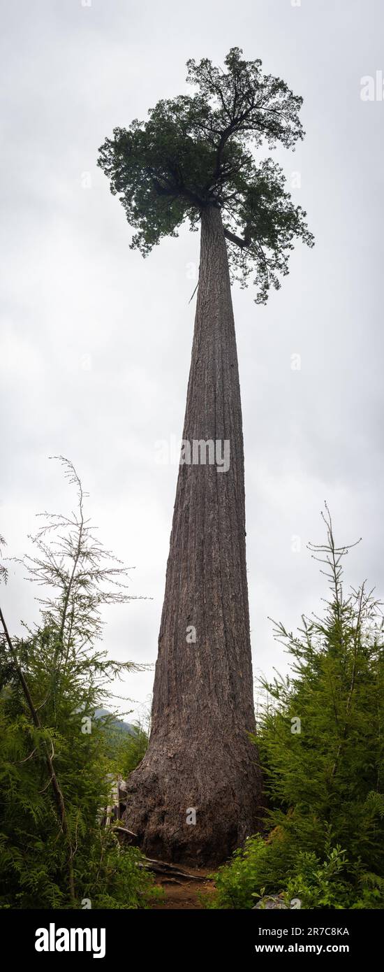 Giant douglas fir growing in a clear-cut forest Stock Photo - Alamy