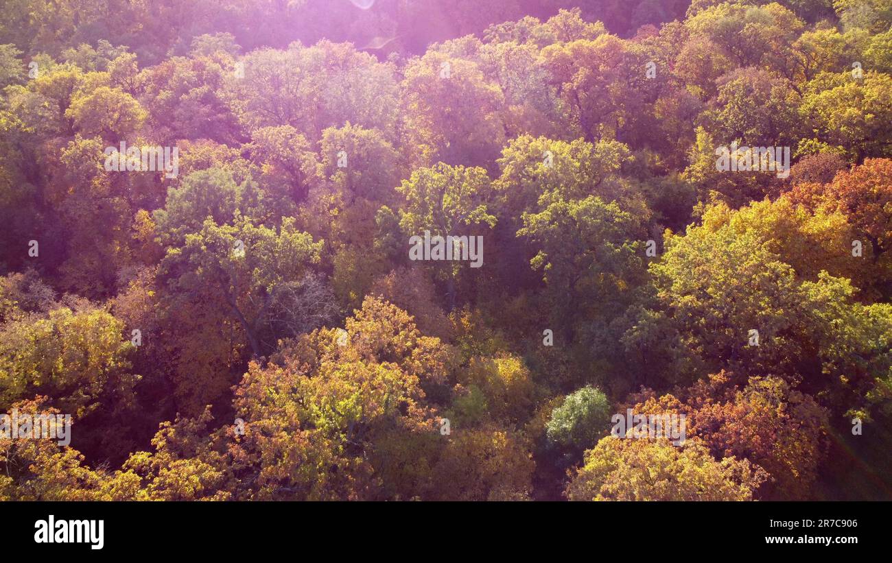 Landscape of treetops with yellow leaves on sunny autumn day. Flying over trees and people ...