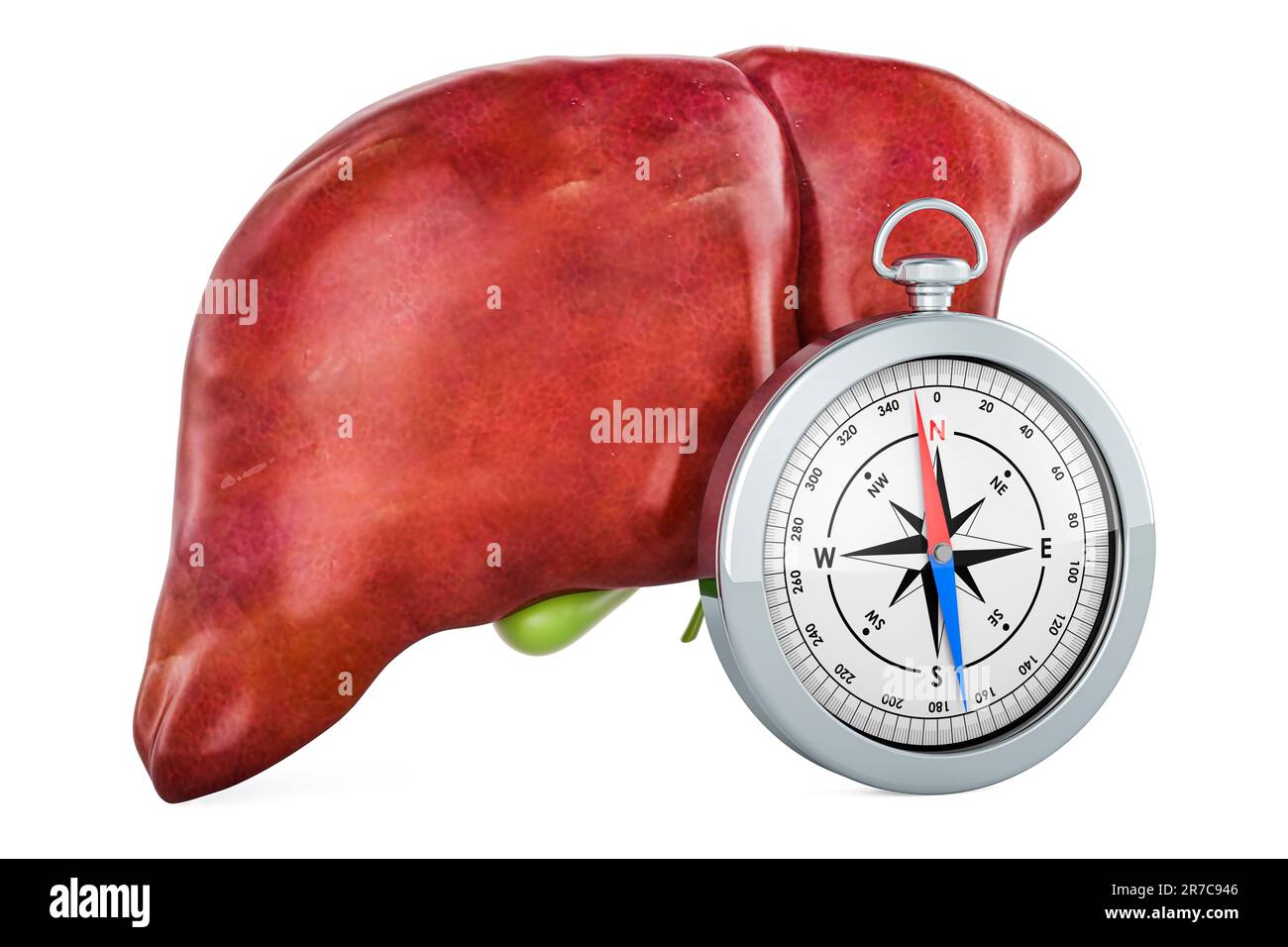 Healthy human liver with compass, 3D rendering isolated on white ...