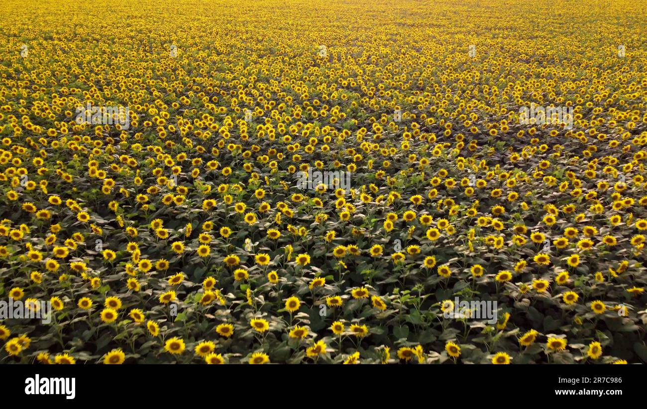 Large sunflower field. Big field of blooming sunflowers on sunny summer ...