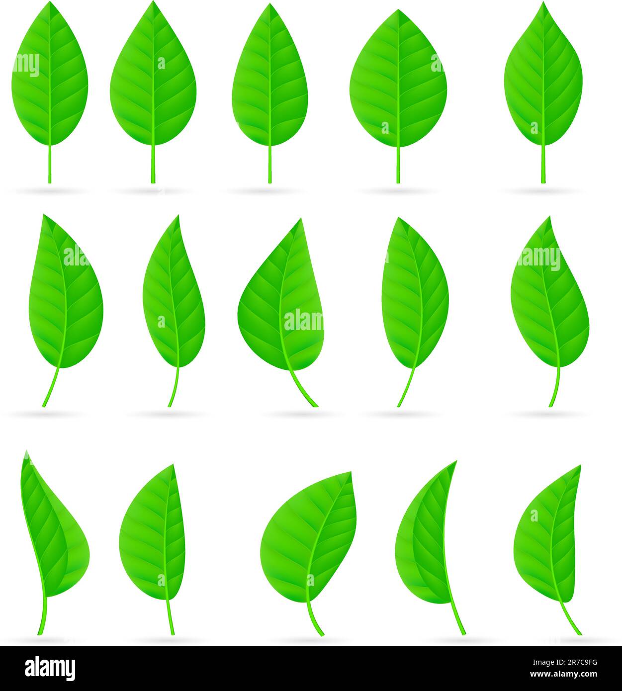 Various types and shapes of green leaves. Illustration on white ...