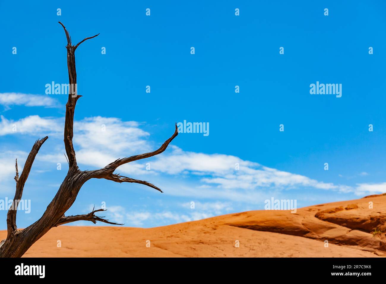 Branches of a dry tree emerging on a blue sky. Bryce Canyon National ...