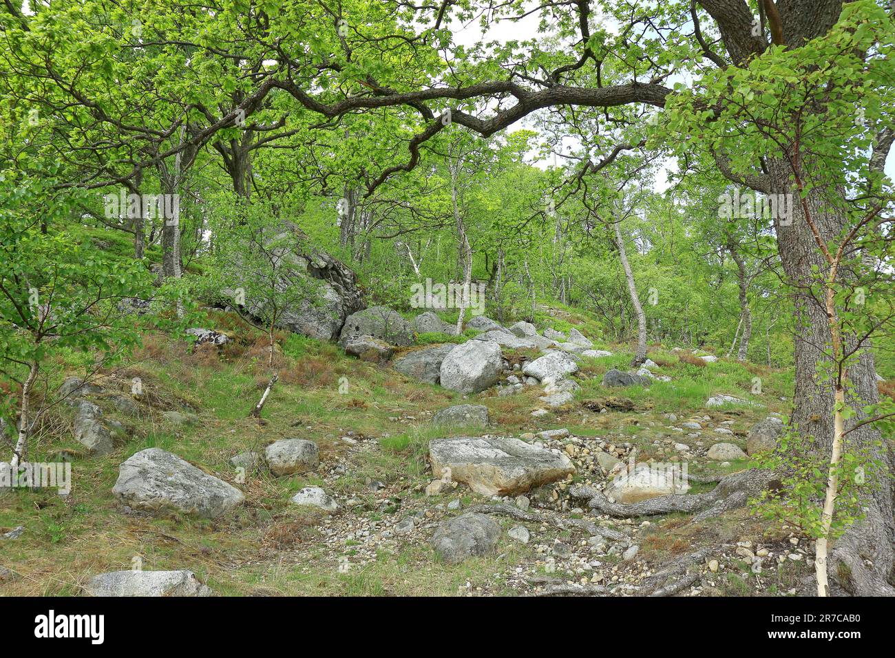 Rocks and trees in a woodland landscape at the bakers paradise Stock ...