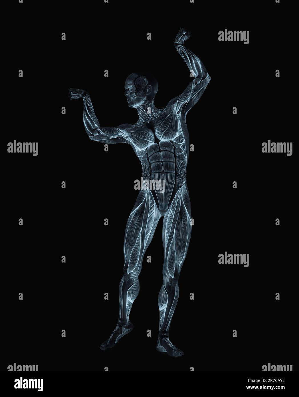 average man muscle maps is doing a bodybuilder pose, 3d illustration ...