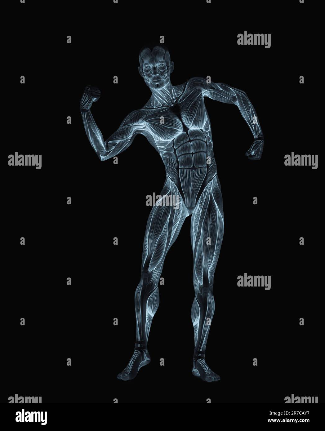 average man muscle maps is doing a can do it pose, 3d illustration ...