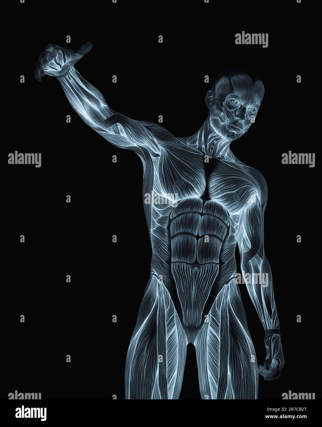Muscular system map hi-res stock photography and images - Alamy