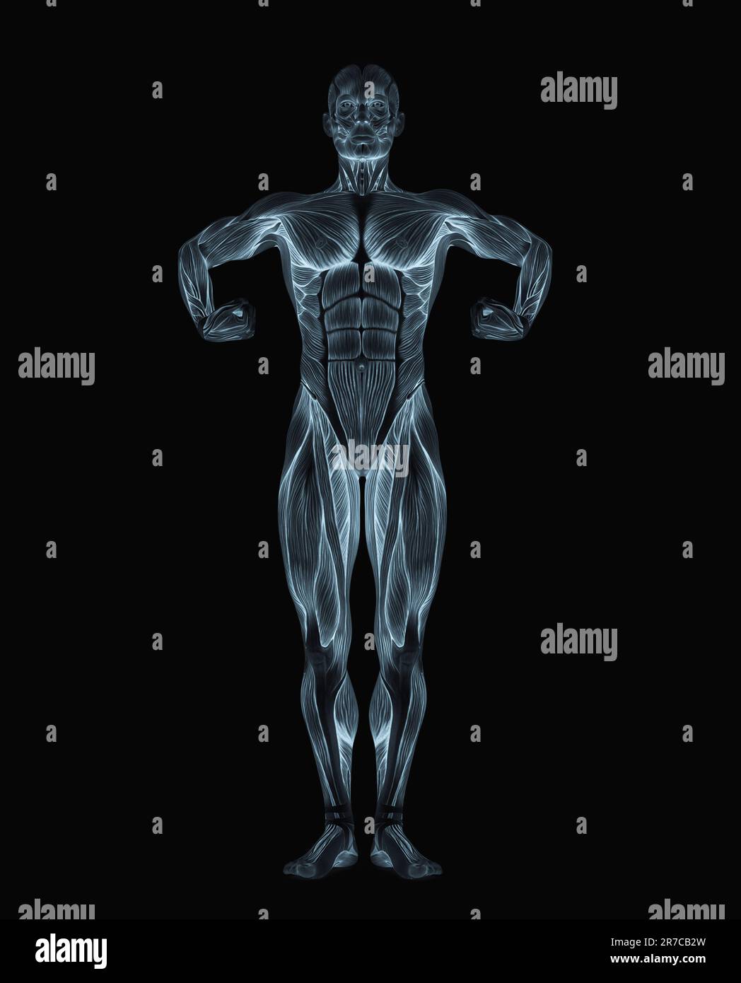 average man muscle maps is doing a super hero pose, 3d illustration ...