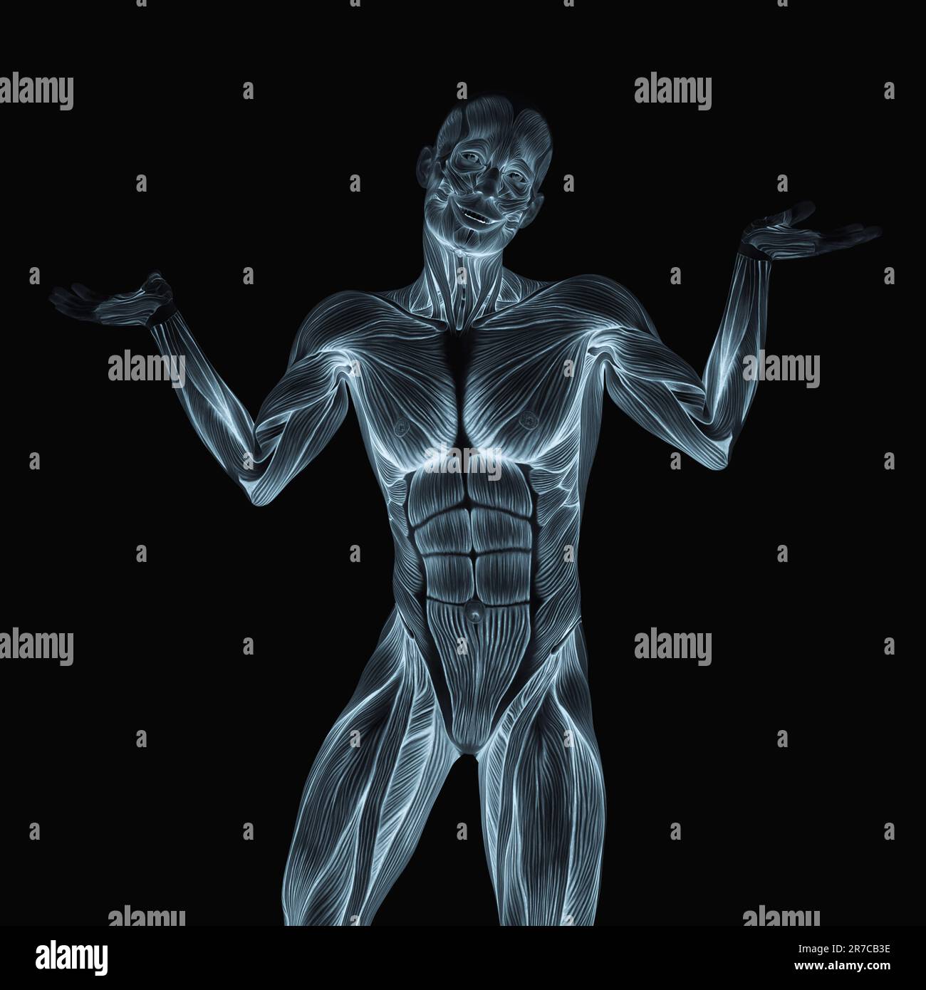 average man muscle maps is doing an i do not know what to do, 3d ...