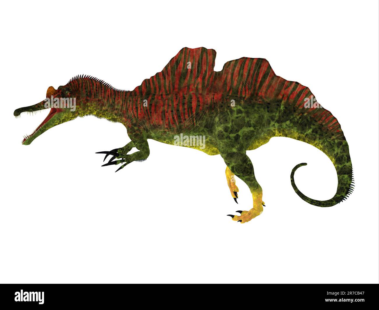 Ichthyovenator was a theropod Spinosaurus dinosaur that lived in Laos ...