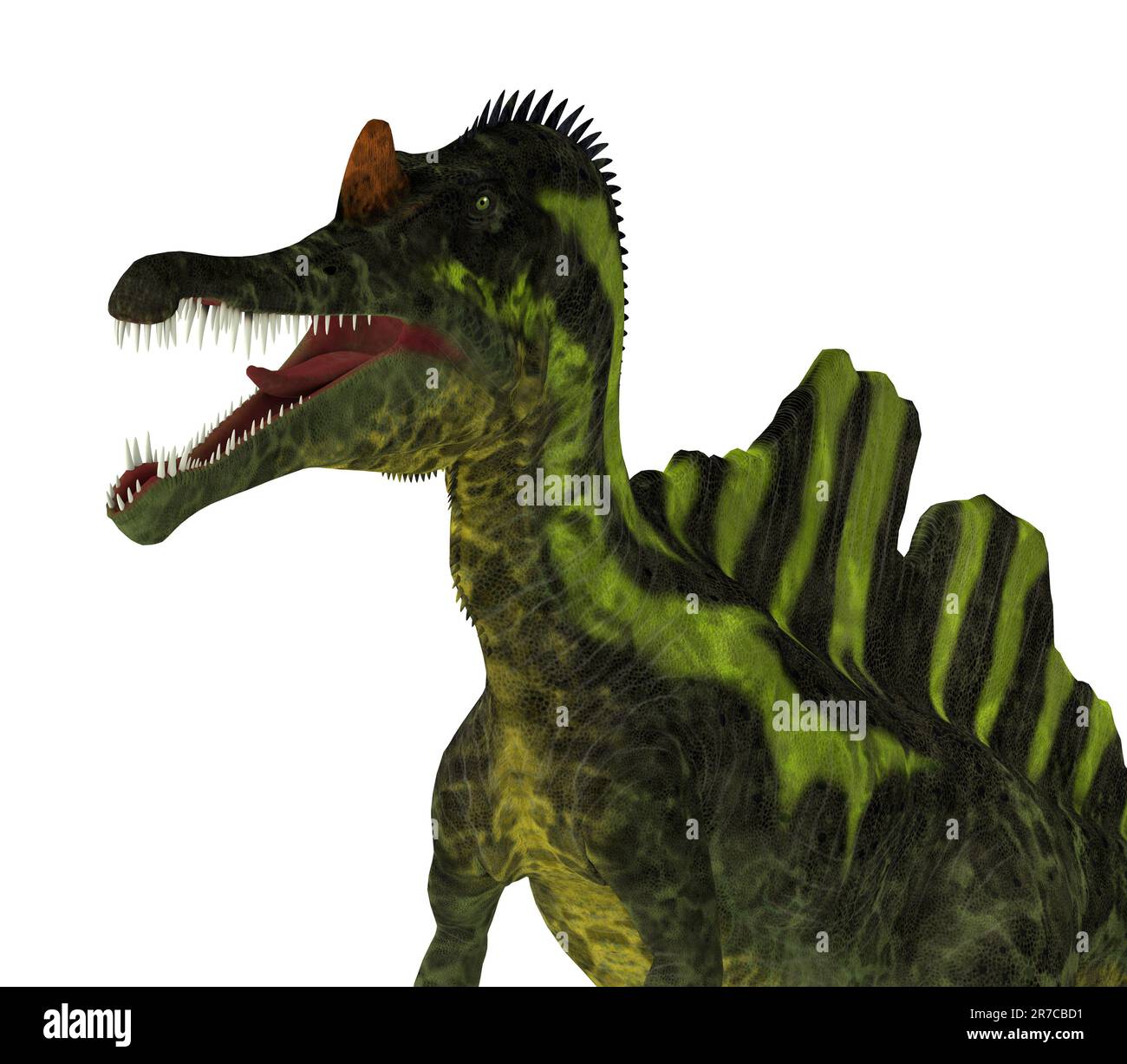 Ichthyovenator was a theropod Spinosaurus dinosaur that lived in Laos, Asia in the Cretaceous ...