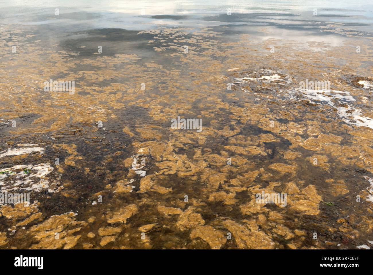 Dead seaweed hi-res stock photography and images - Alamy