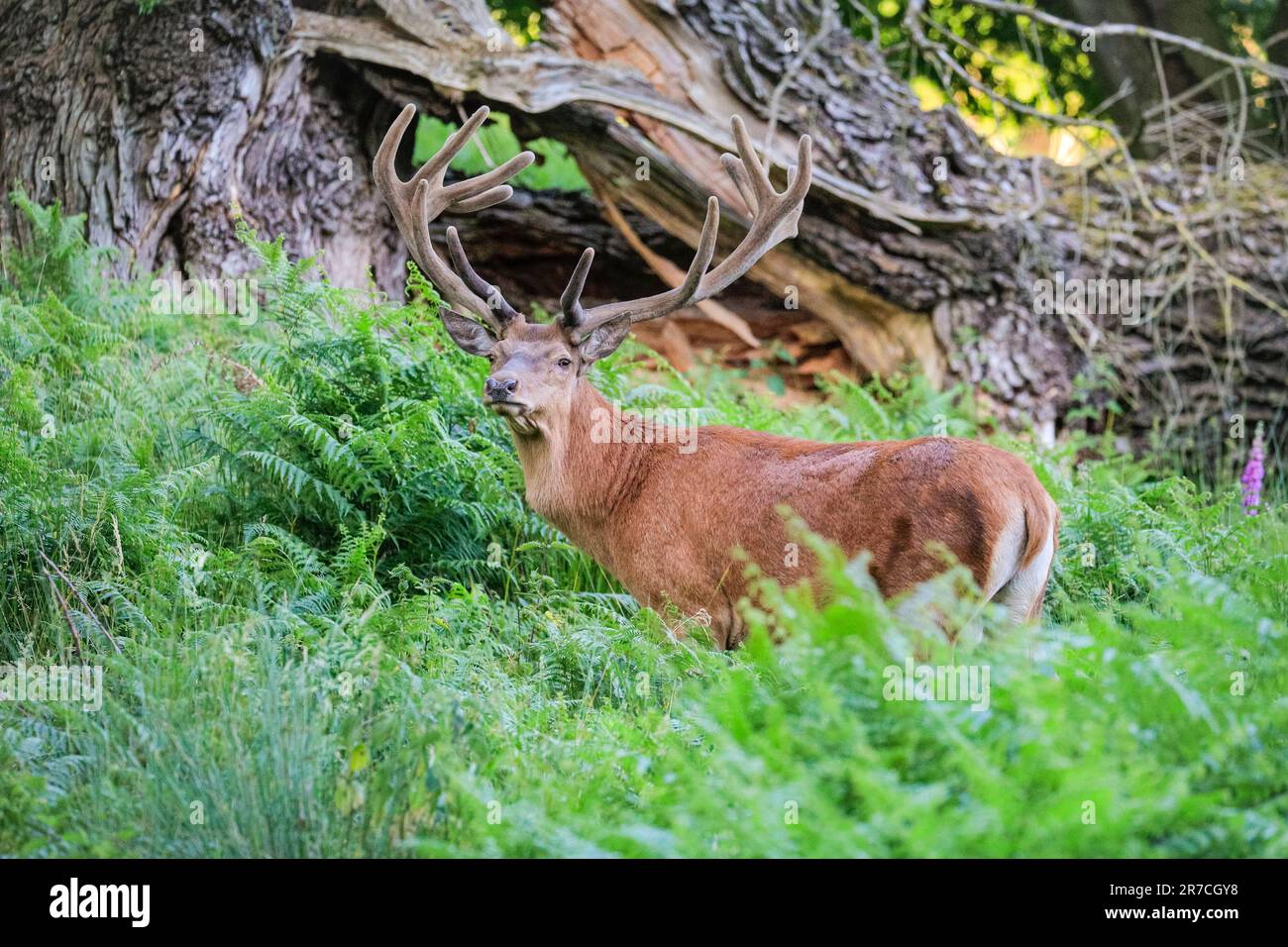 Dülmen, Germany. 14th June, 2023. Two adult red deer stags (cervus ...