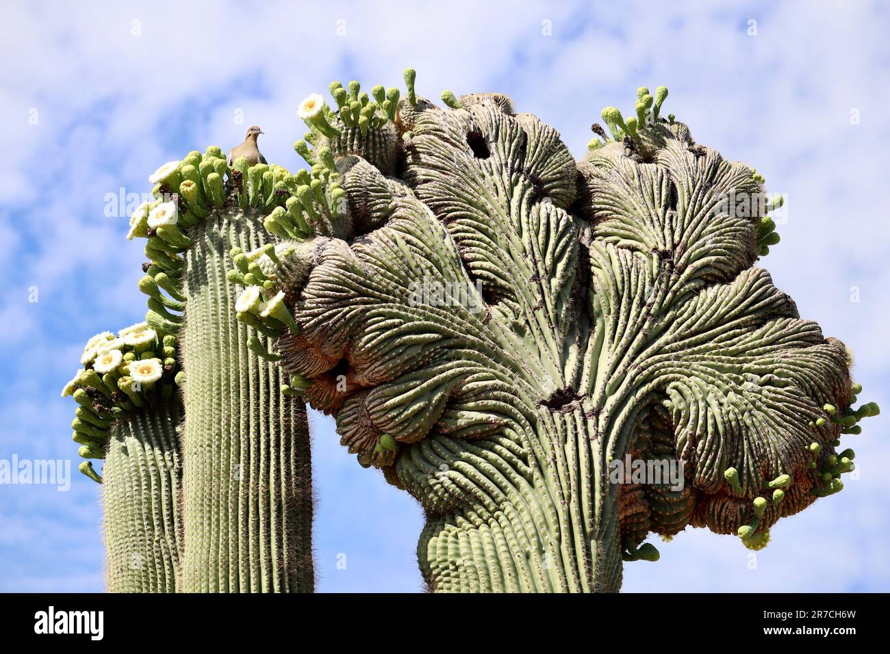 Crested cactus hi-res stock photography and images - Alamy