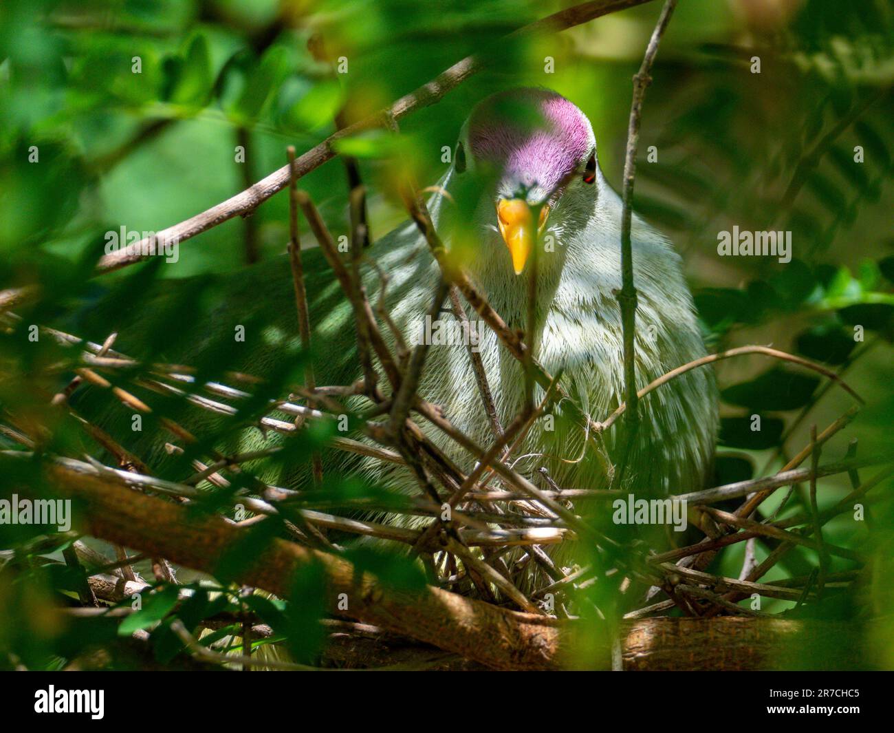 Makatea Fruit-Dove, Ptilinopus chalcurus, nesting on Makatea island ...