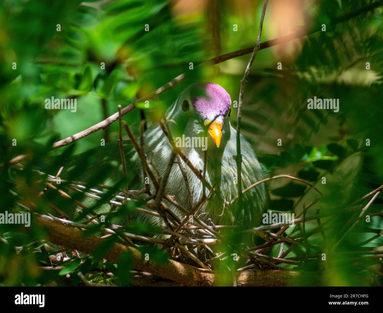 Makatea Fruit-Dove, Ptilinopus chalcurus, nesting on Makatea island ...