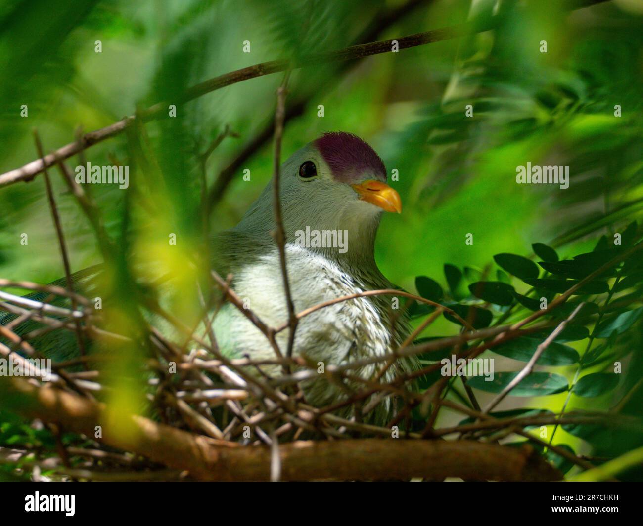 Makatea Fruit-Dove, Ptilinopus chalcurus, nesting on Makatea island ...