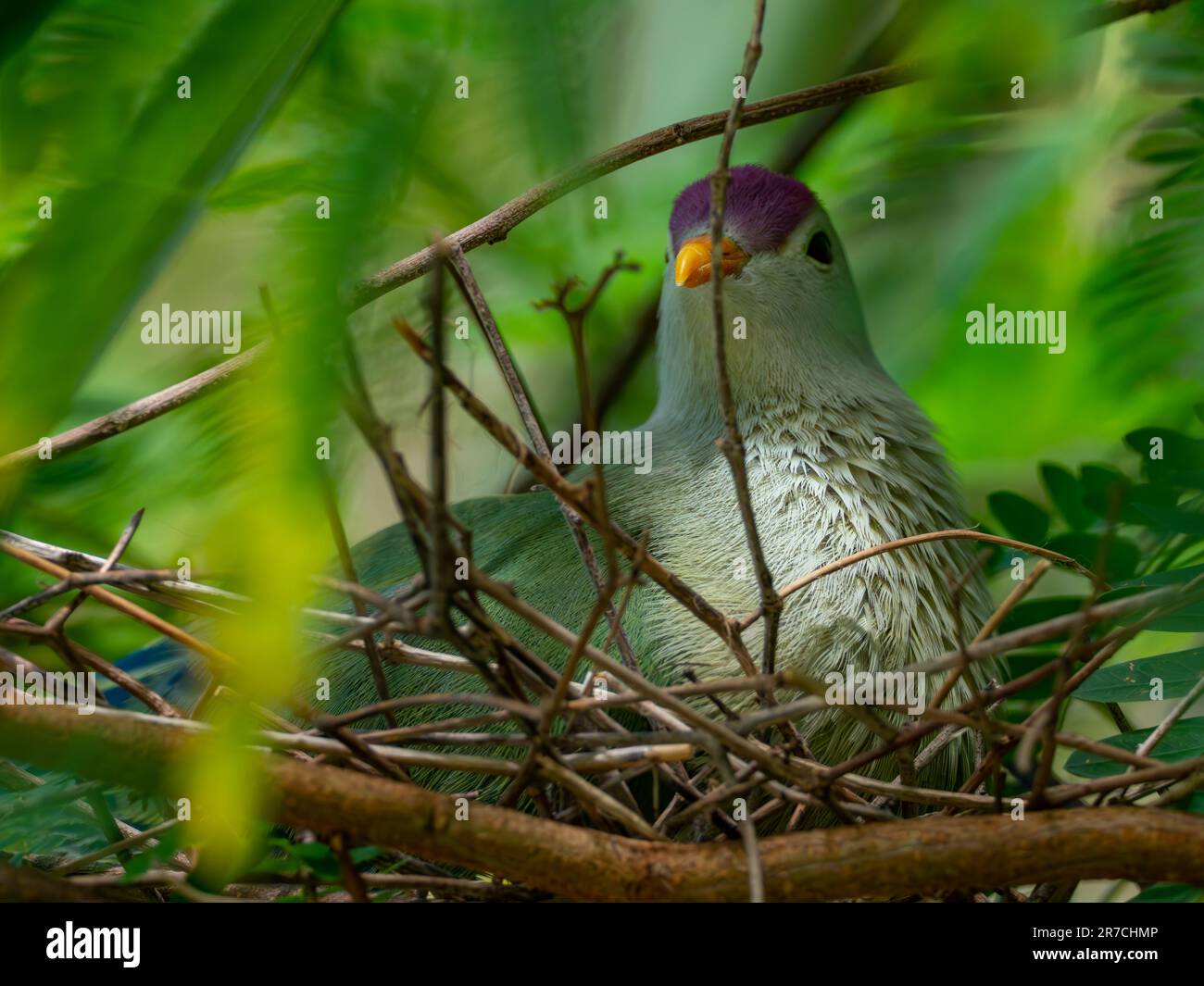 Makatea Fruit-Dove, Ptilinopus chalcurus, nesting on Makatea island ...