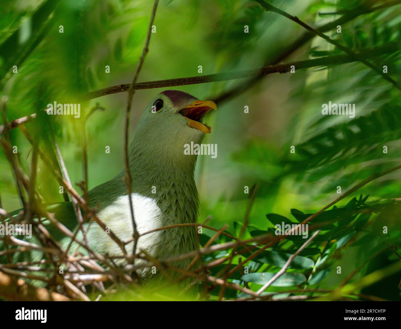 Makatea Fruit-Dove, Ptilinopus chalcurus, nesting on Makatea island ...