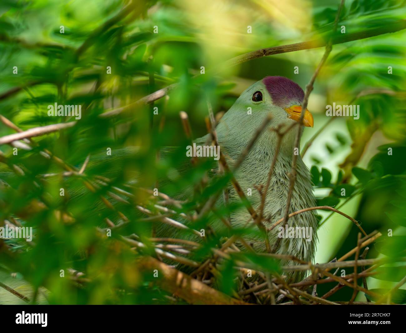 Makatea Fruit-Dove, Ptilinopus chalcurus, nesting on Makatea island ...