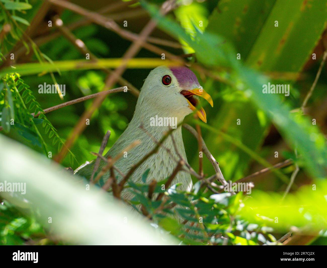 Makatea Fruit-Dove, Ptilinopus chalcurus, nesting on Makatea island ...