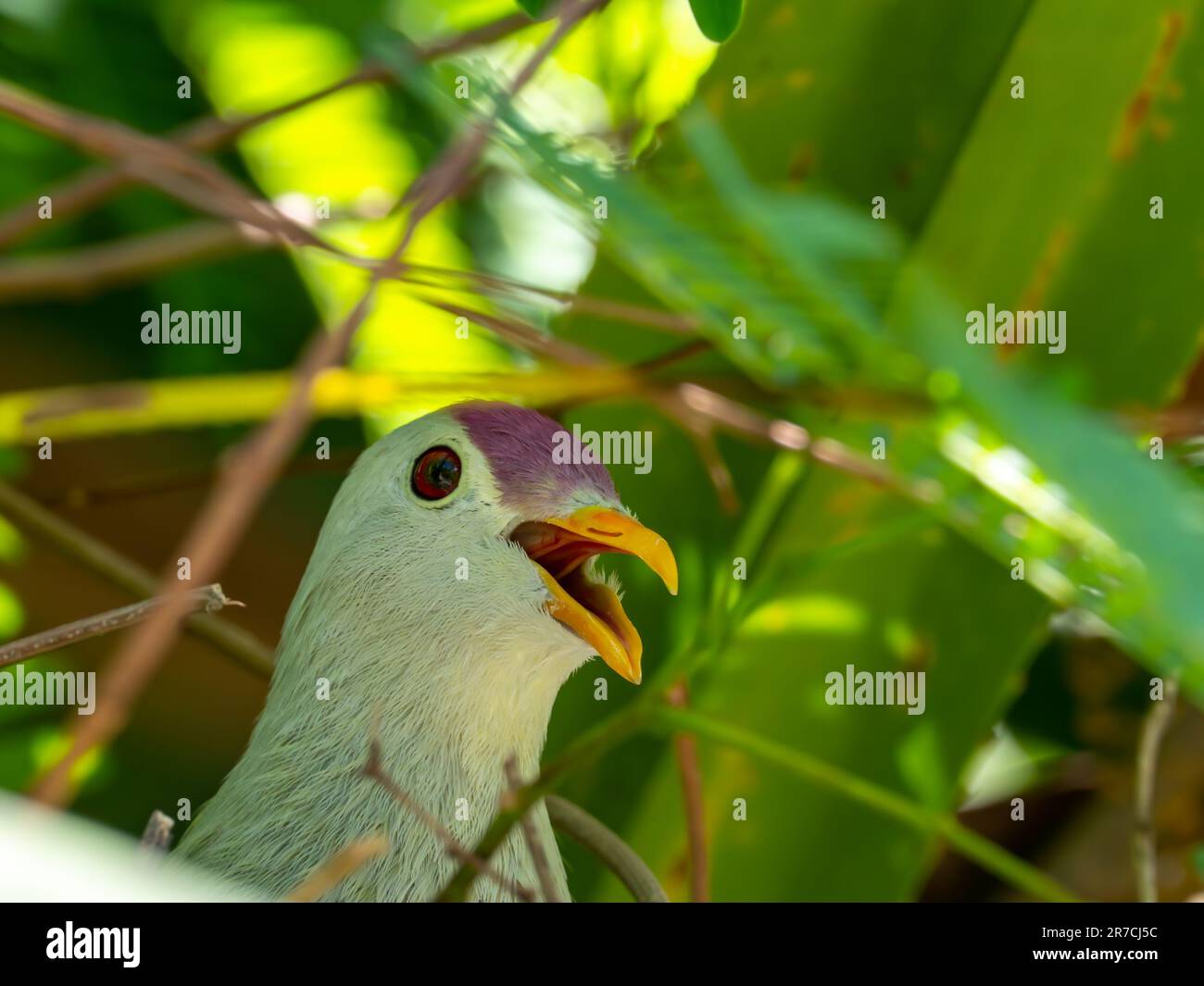 Makatea Fruit-Dove, Ptilinopus chalcurus, nesting on Makatea island ...