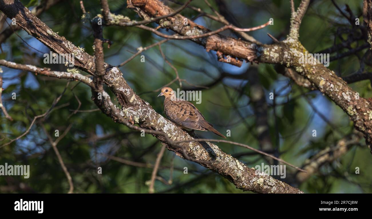 Mourning dove in a tree hi-res stock photography and images - Alamy