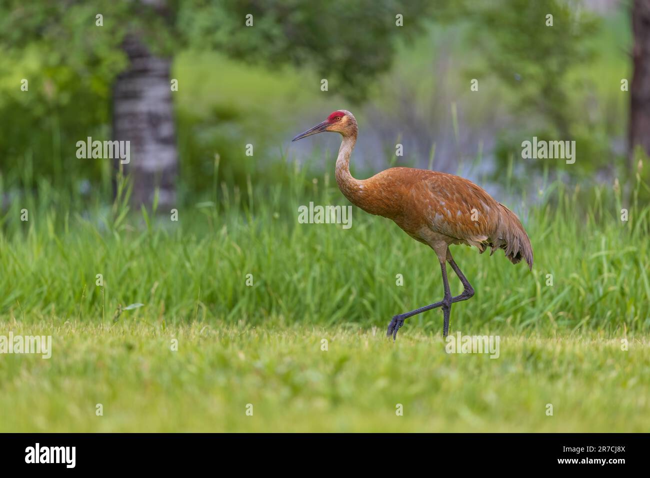 Sandhill crane in northern Wisconsin Stock Photo - Alamy