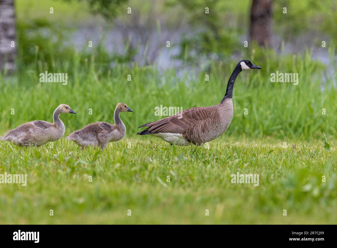 Family of Canada geese in northern Wisconsin Stock Photo - Alamy