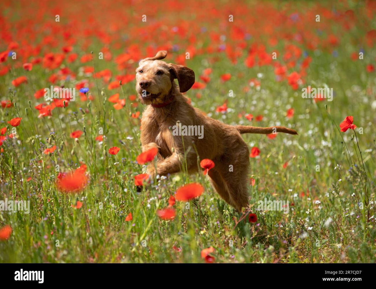 A dog running through a poppy field in Stourport, Worcestershire Stock ...