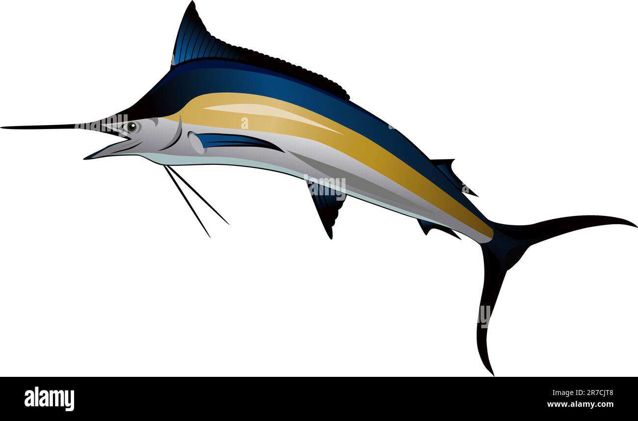 Vector illustration of marlin fish Stock Vector Image & Art - Alamy